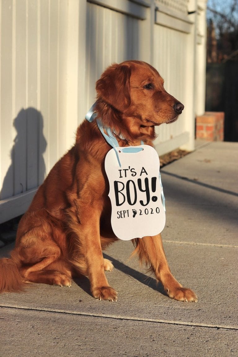 Gender Reveal With Dogs - Best Dog Gender Reveals